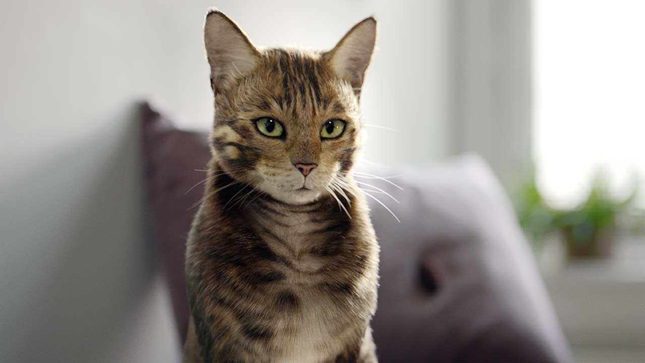 Cat Animation full CG - created by Postoffice Amsterdam