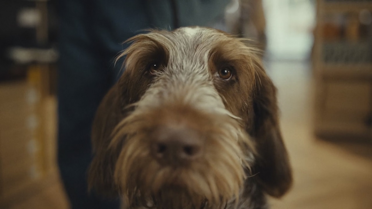 ANWB buddy - AI driven CG talking dogs by Postoffice Amsterdam